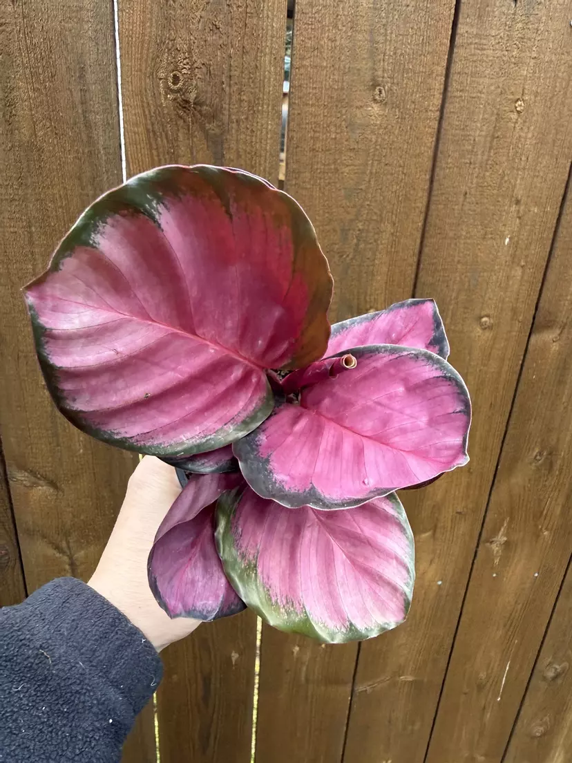 Pink Star Calathe ($20) from @HouseOfThePlants