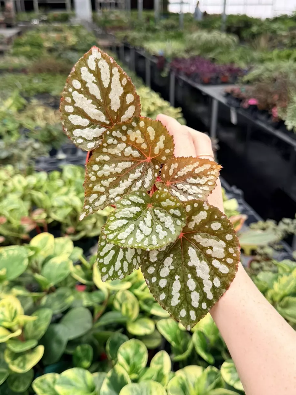 Begonia Betsy Specific 4” Pot 9047FEP | F ($17.5) from @TheGreenEscape