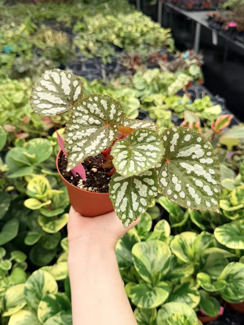 Begonia Betsy Specific 4” Pot 9047FEP | F ($17.5) from @TheGreenEscape